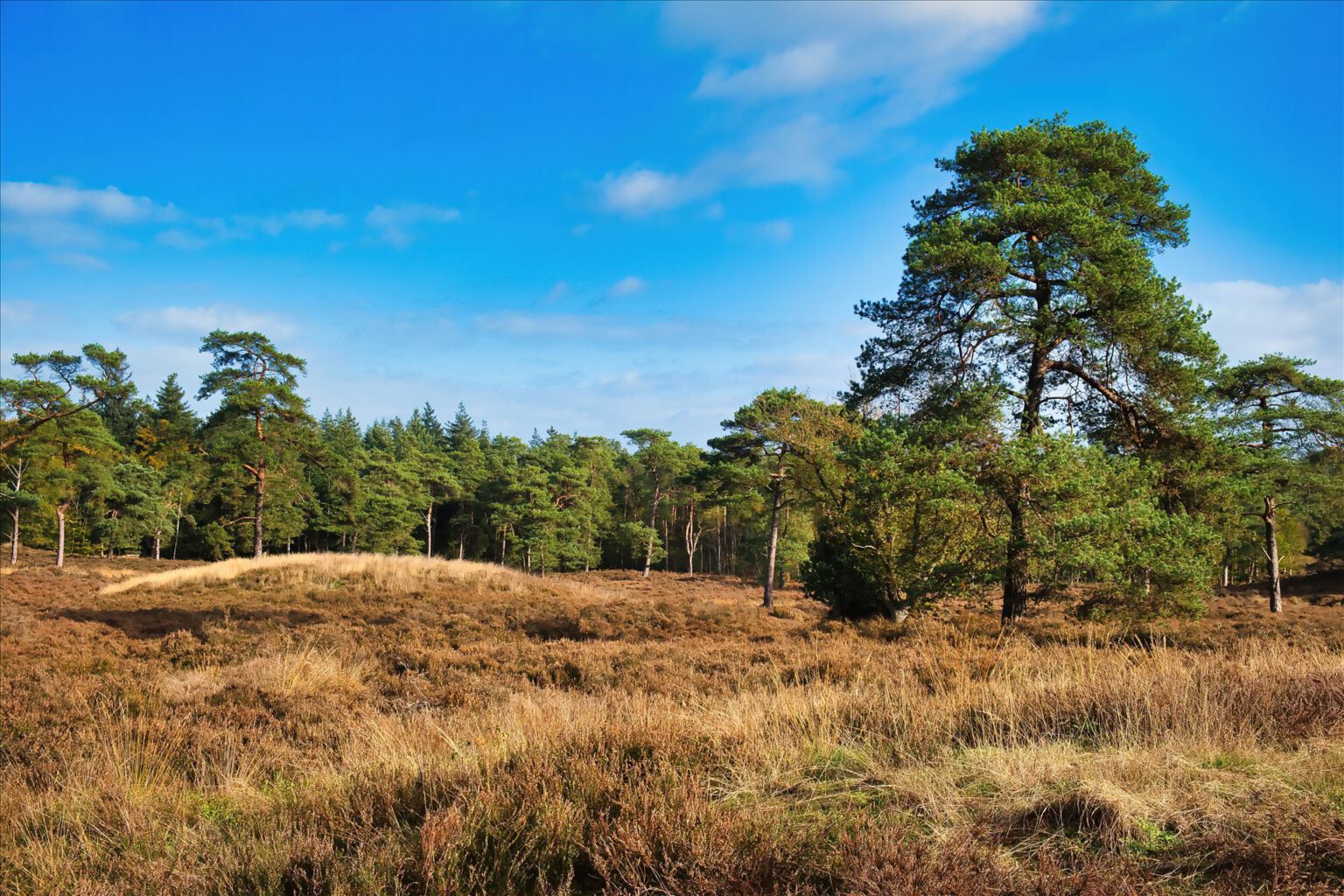 Omgeving – Camperplaats Willemsoord